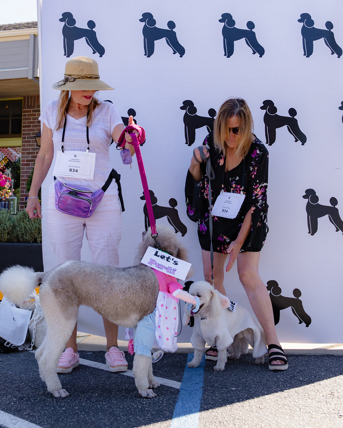 Winners of the Poodle Day Parade in Carmel