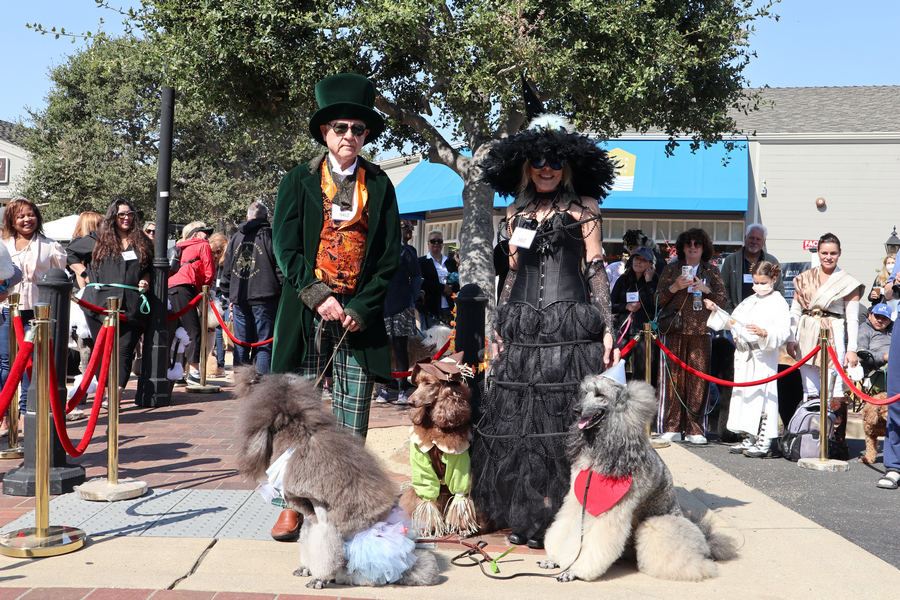 Winners of the Poodle Day Parade in Carmel